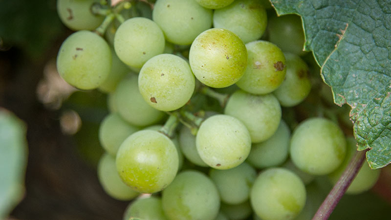 The Xarel·lo grape. Or is it Xarello, Xarel.lo, or Xarel-lo? · Hudin.com