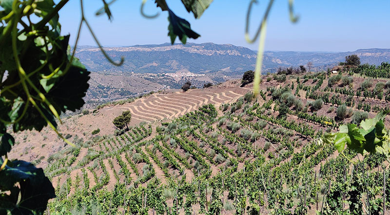 DOQ Priorat 2018/2019 · Hudin.com