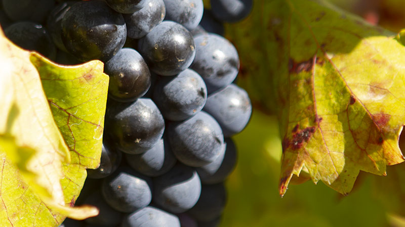 DOC Rioja Garnacha 2022 · Hudin.com