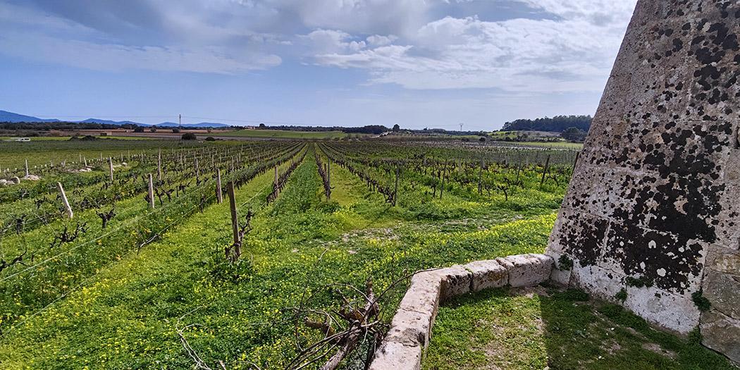 The wines of Mallorca 2023 · Hudin.com