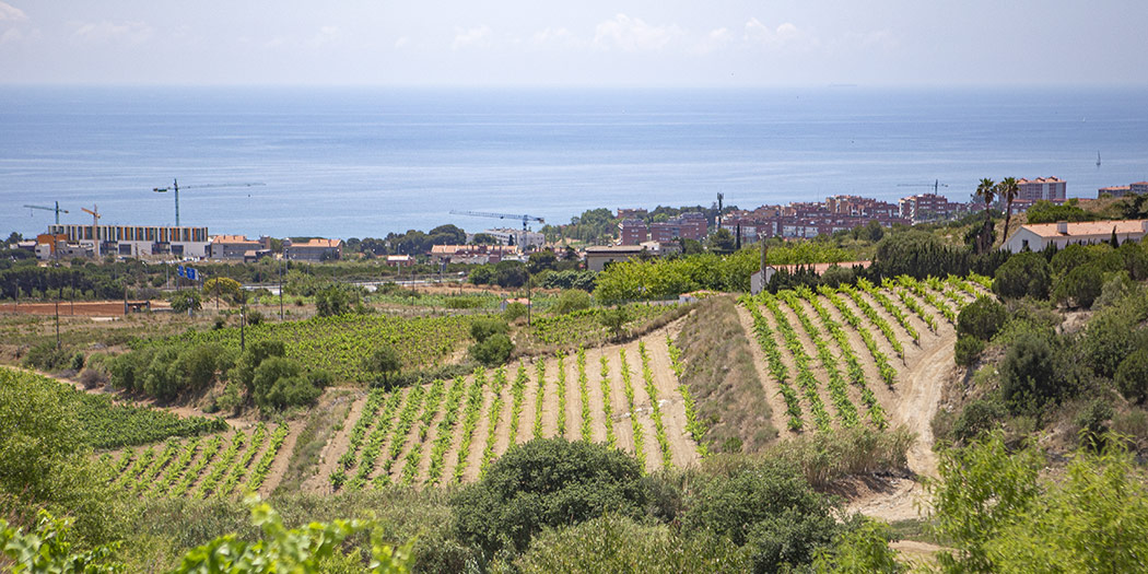 The wines of DO Alella · Hudin.com