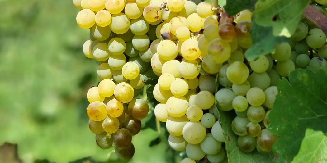 The grapes of Albania · Hudin.com