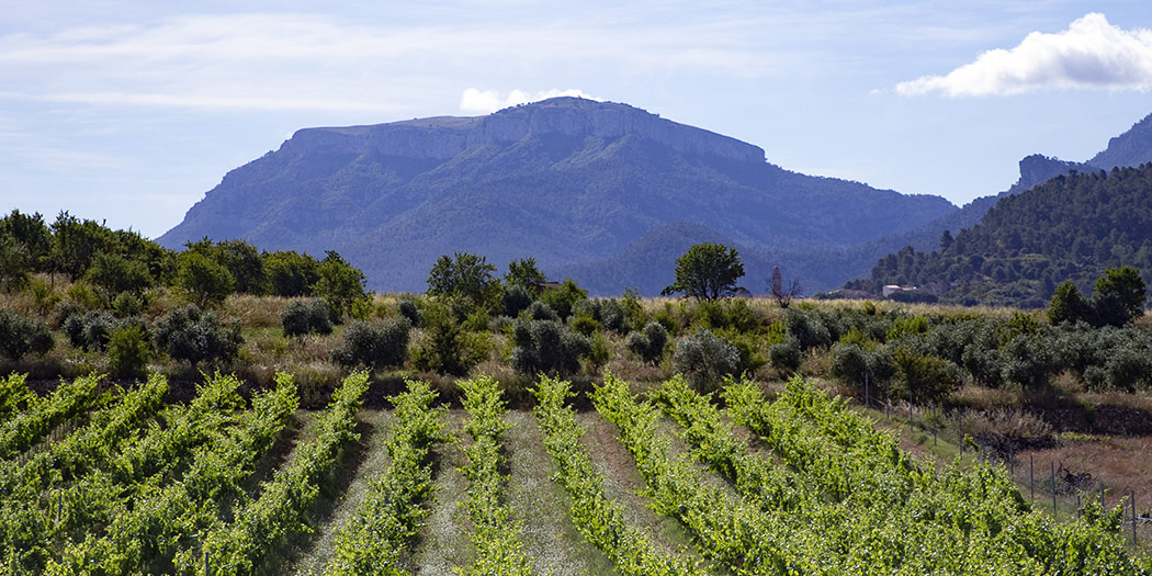 The wines of DO Montsant 2023 · Hudin.com