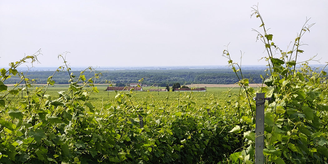 Graševina & the wines of Slavonija, Croatia · Hudin.com
