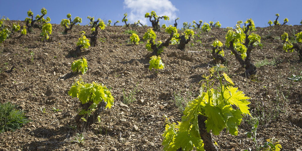 The wines of DOQ Priorat 2023 · Hudin.com