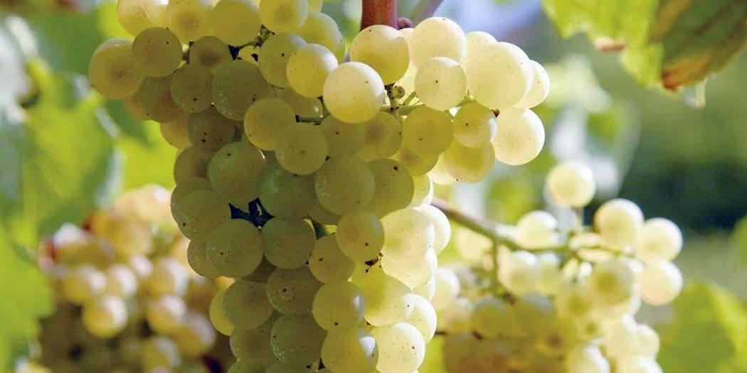 Eight Godello wines from Bierzo to know right now · Hudin.com
