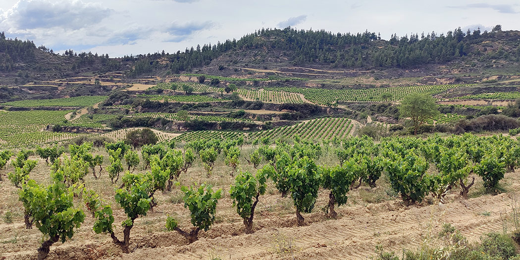 The wines of DOC Rioja 2023 Part II & Viñedos Singulares · Hudin.com