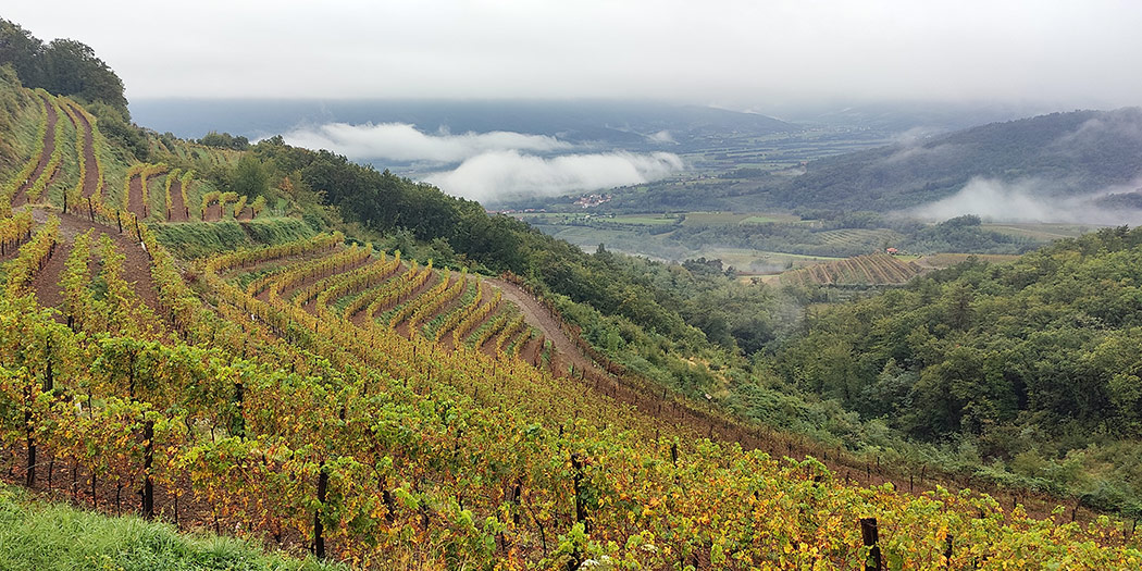 The wines of Vipava Valley & Goriška Brda 2024 · Hudin.com