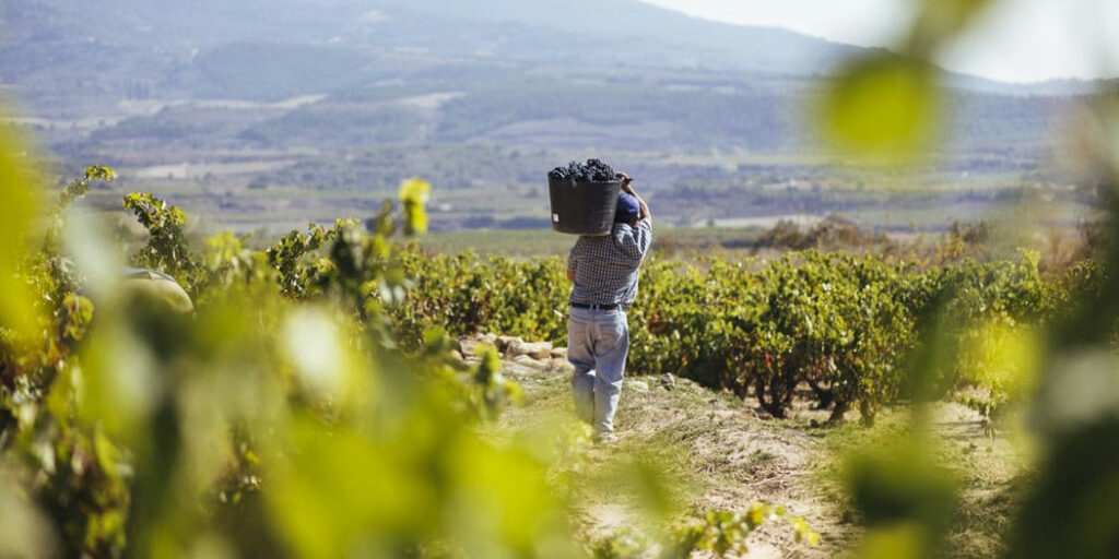 DOC Rioja 2025: Lower alcohol & harvest yields · Hudin.com