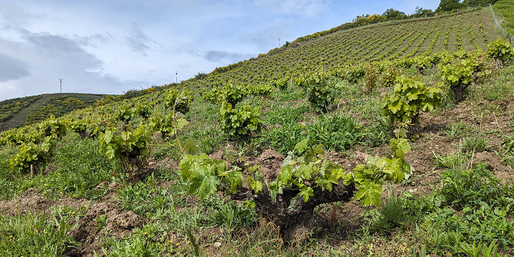 The wines of DO Bierzo 2024 · Hudin.com