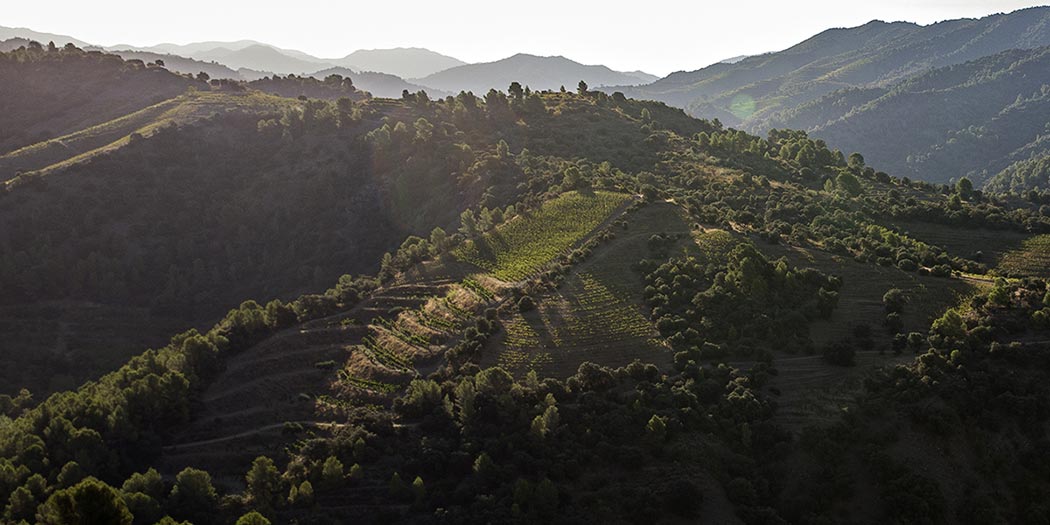The Clos Erasmus family grows · Hudin.com