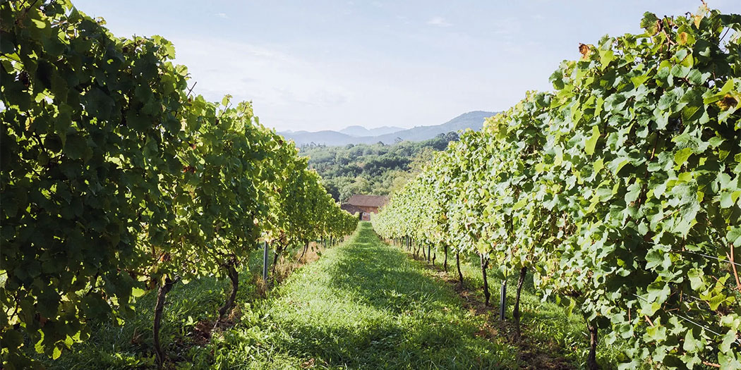 A look at the wines of Bizkaiko Txakolina 2025 · Hudin.com